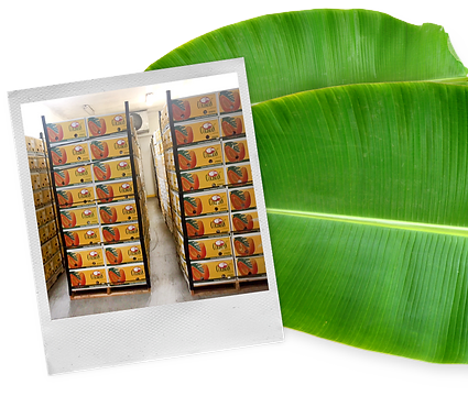 Home | Coliman Frutas Finas